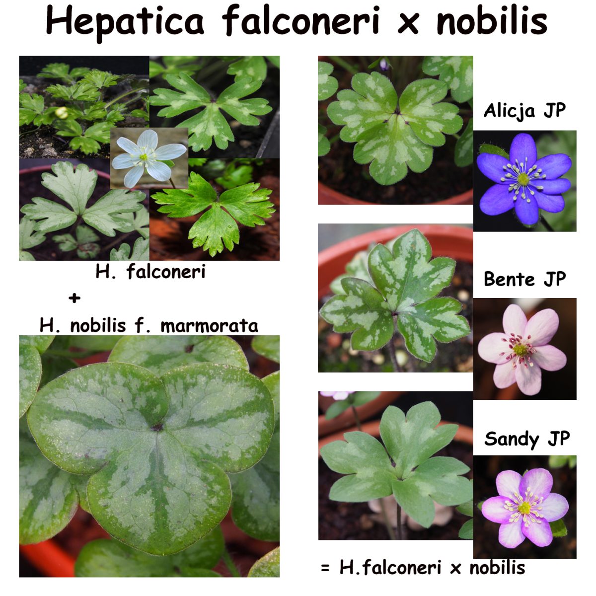 Hepatica x falconeri x nobilis Alicja JP – Hepatica | Staudengärtnerei ...