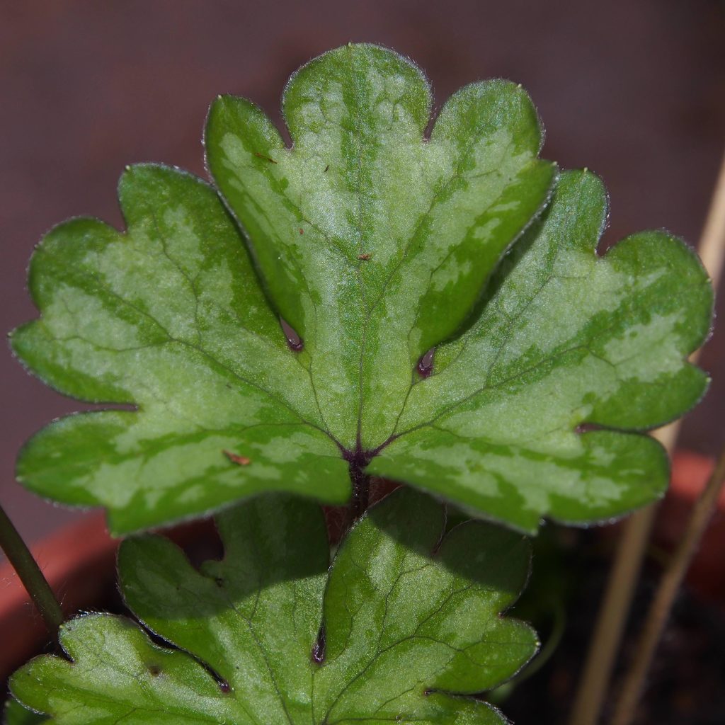 Hepatica x falconeri x nobilis Alicja JP – Hepatica | Staudengärtnerei ...