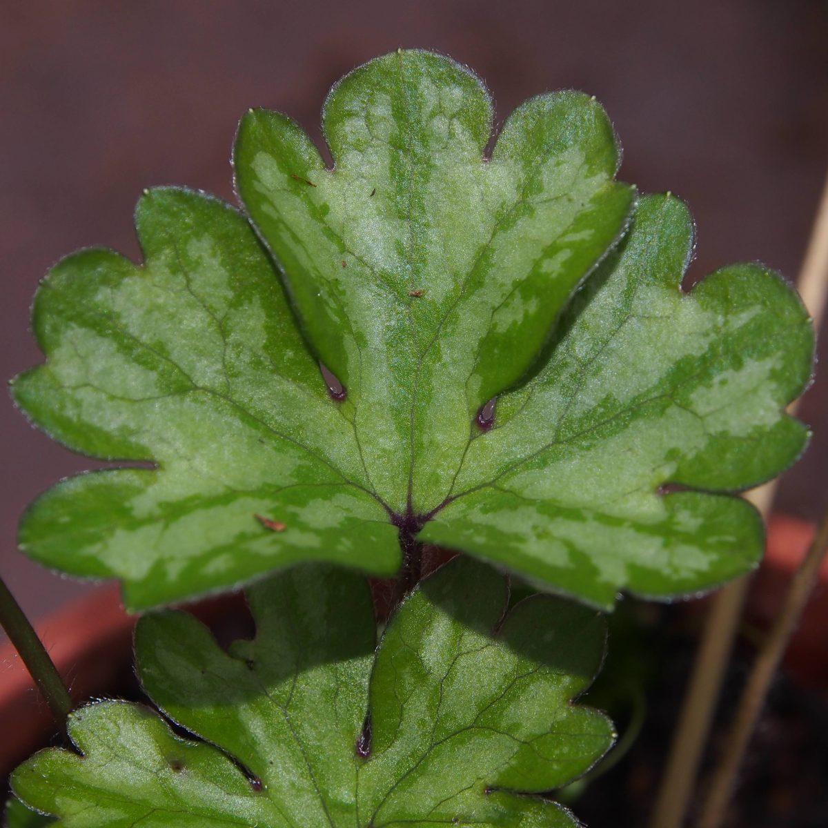 Hepatica x falconeri x nobilis Alicja JP – Hepatica | Staudengärtnerei ...