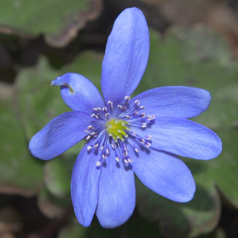 Angulosa Gruppe – Europa – transsilvanica – Hepatica | Staudengärtnerei ...