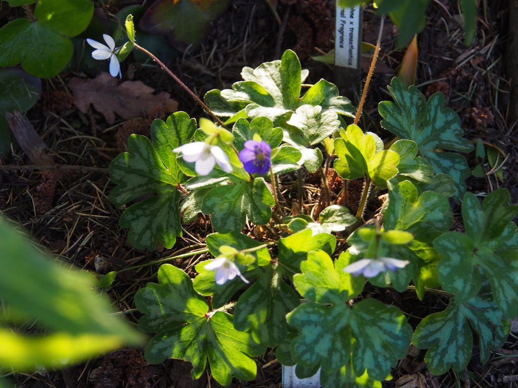 Hepatica x falconeri x nobilis Alicja JP – Hepatica | Staudengärtnerei ...