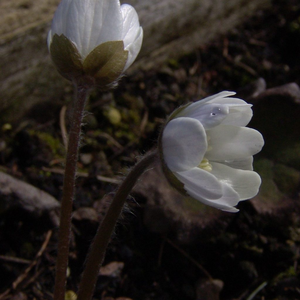 Hepatica transsilvanica Eisfee JP – Hepatica | Staudengärtnerei Peters