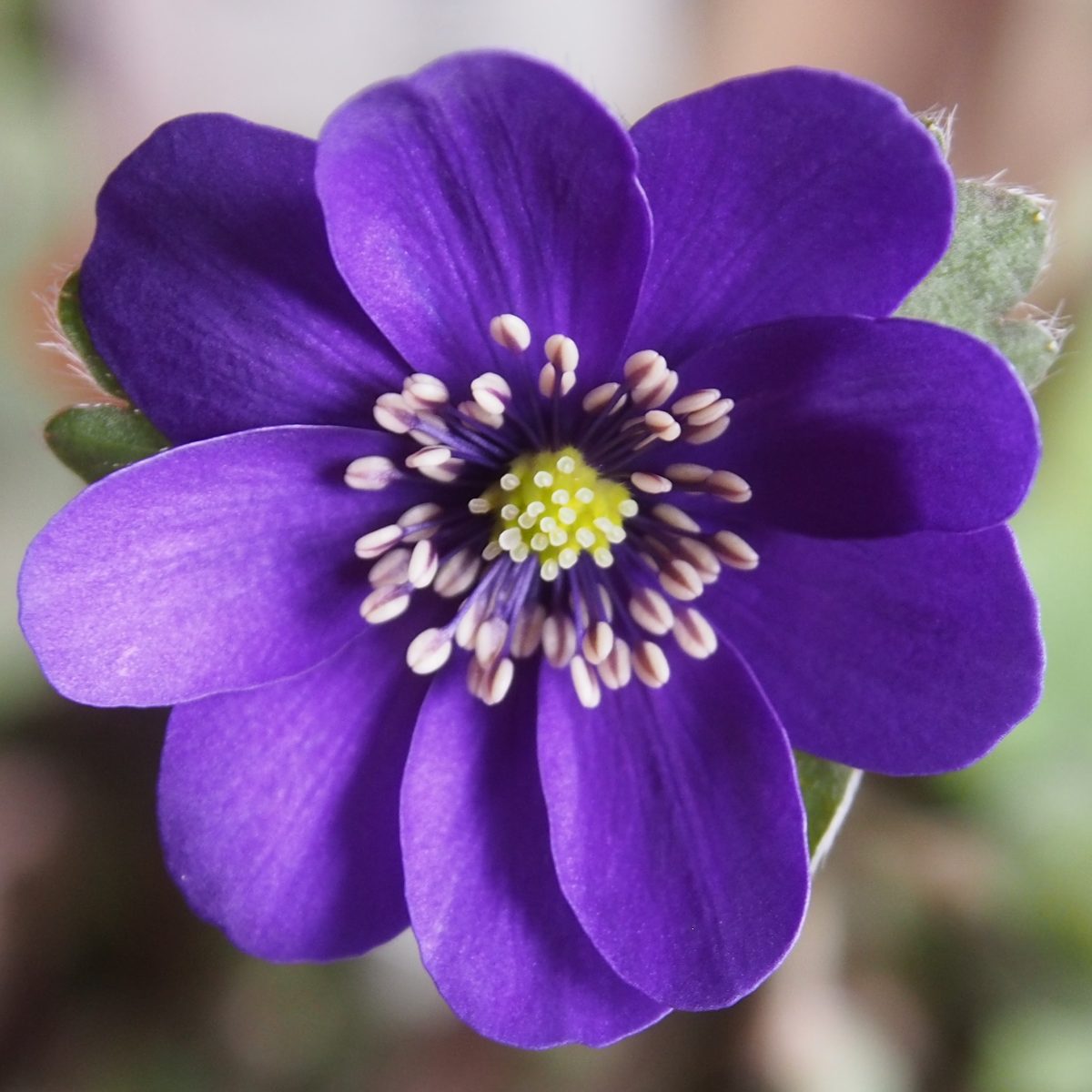 Hepatica x transs-japonica Lilien JP – Hepatica | Staudengärtnerei Peters