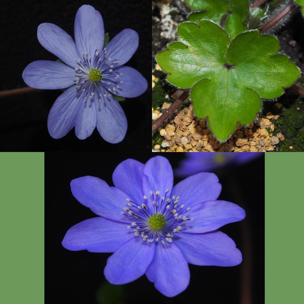 Hepatica x harvingtoni Miss Blue JP – Hepatica | Staudengärtnerei Peters