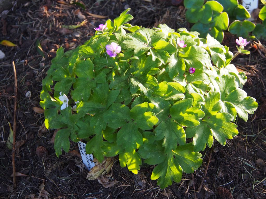 Hepatica x falconeri x nobilis Sandy JP – Hepatica | Staudengärtnerei ...