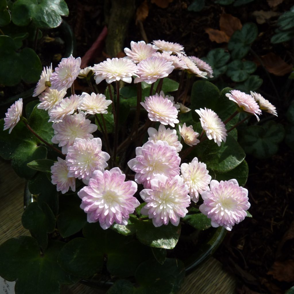 Hepatica japonica var. magna Beni hagure – Hepatica | Staudengärtnerei ...