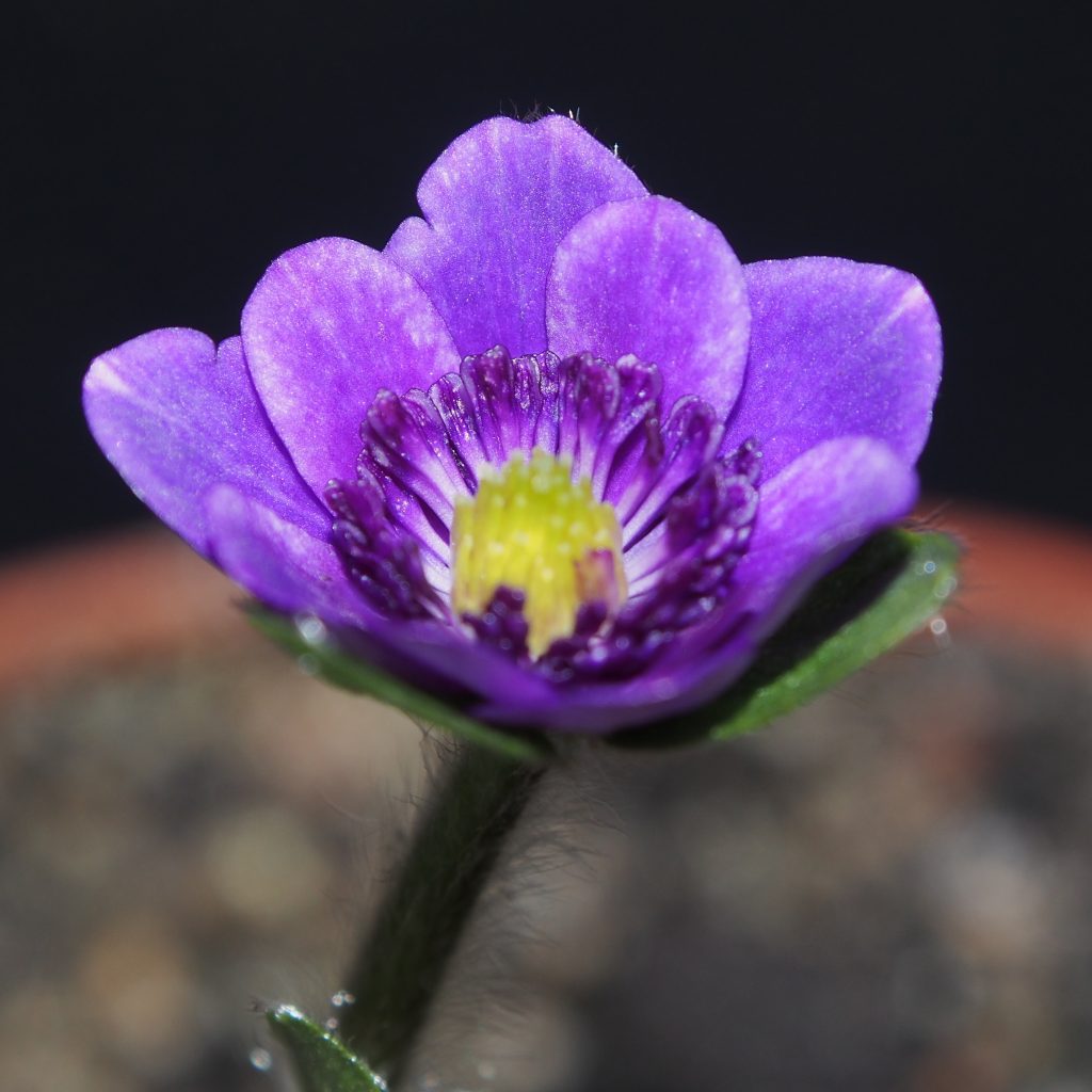 Hepatica japonica var. magna Chigasaki JP – Hepatica | Staudengärtnerei ...
