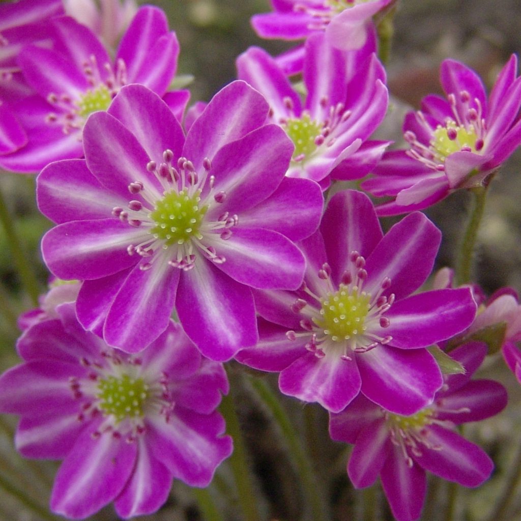 Hepatica japonica var. magna Harumatsuri – Hepatica | Staudengärtnerei ...