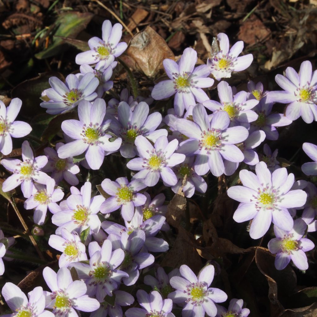 Hepatica japonica var. magna Blaustrahl JP – Hepatica ...
