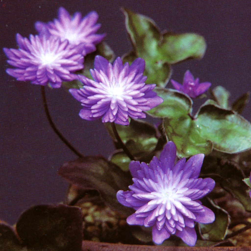 Hepatica japonica var. magna Shikouden – Hepatica | Staudengärtnerei Peters