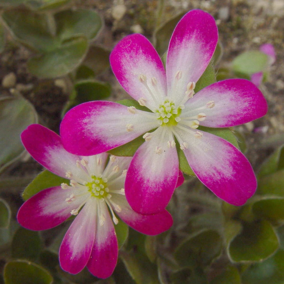 Hepatica pubescens Red Fukurin Typen – Hepatica | Staudengärtnerei Peters