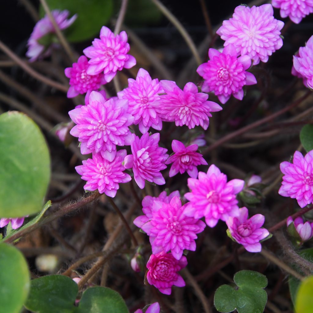 Hepatica japonica var. magna Toukou – Hepatica | Staudengärtnerei Peters