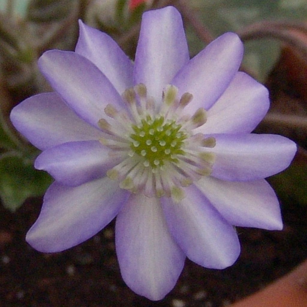 Hepatica japonica var. magna Kenryuu – Hepatica | Staudengärtnerei Peters