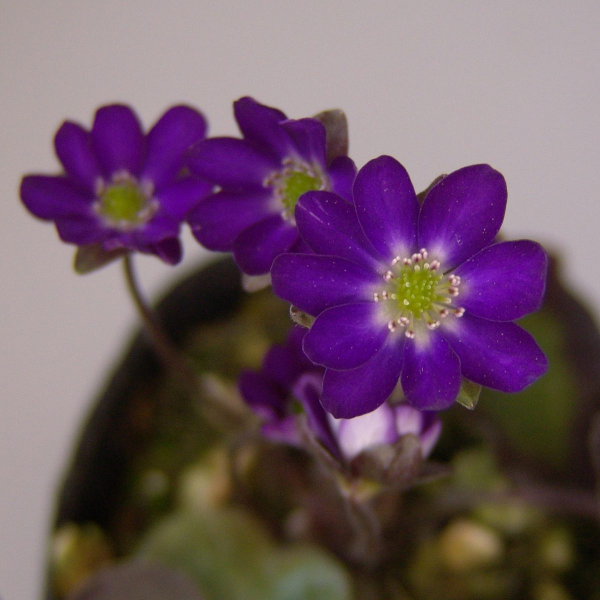Hepatica japonica var. magna Aika – Hepatica | Staudengärtnerei Peters