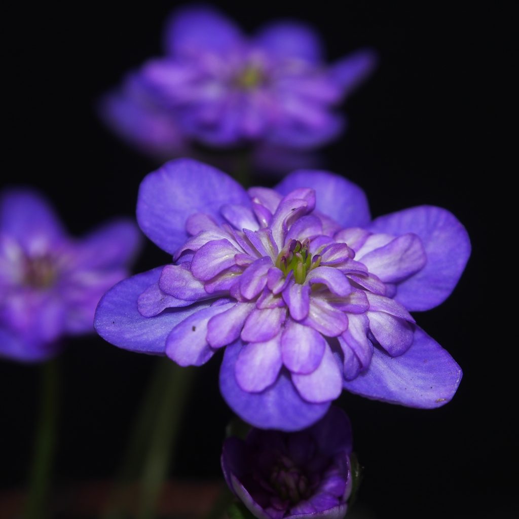 Hepatica japonica var. magna Arisu JP – Hepatica | Staudengärtnerei Peters