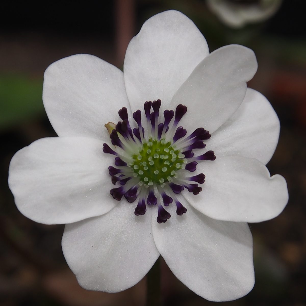 Hepatica japonica var. magna Byakuuya JP – Hepatica | Staudengärtnerei ...