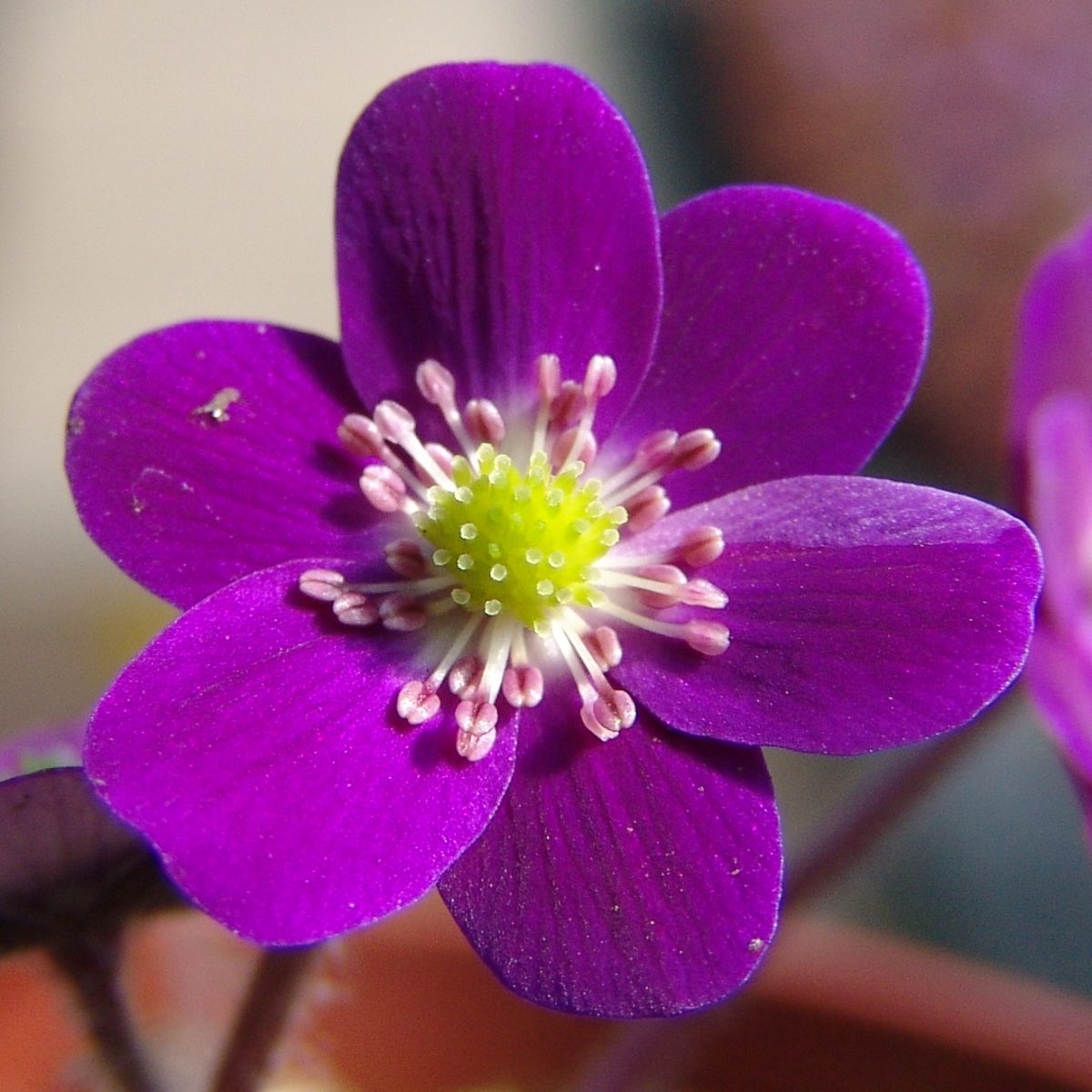 Hepatica japonica var. magna Bouju No 1 JP – Hepatica ...